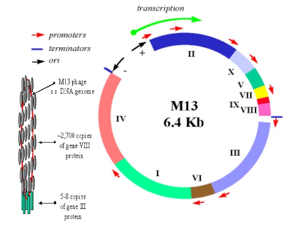 M13噬菌体_好搜百科